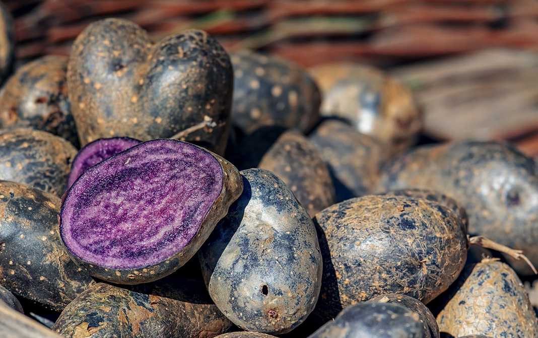 Blue Potatoes - Complete Information Including Health Benefits ...