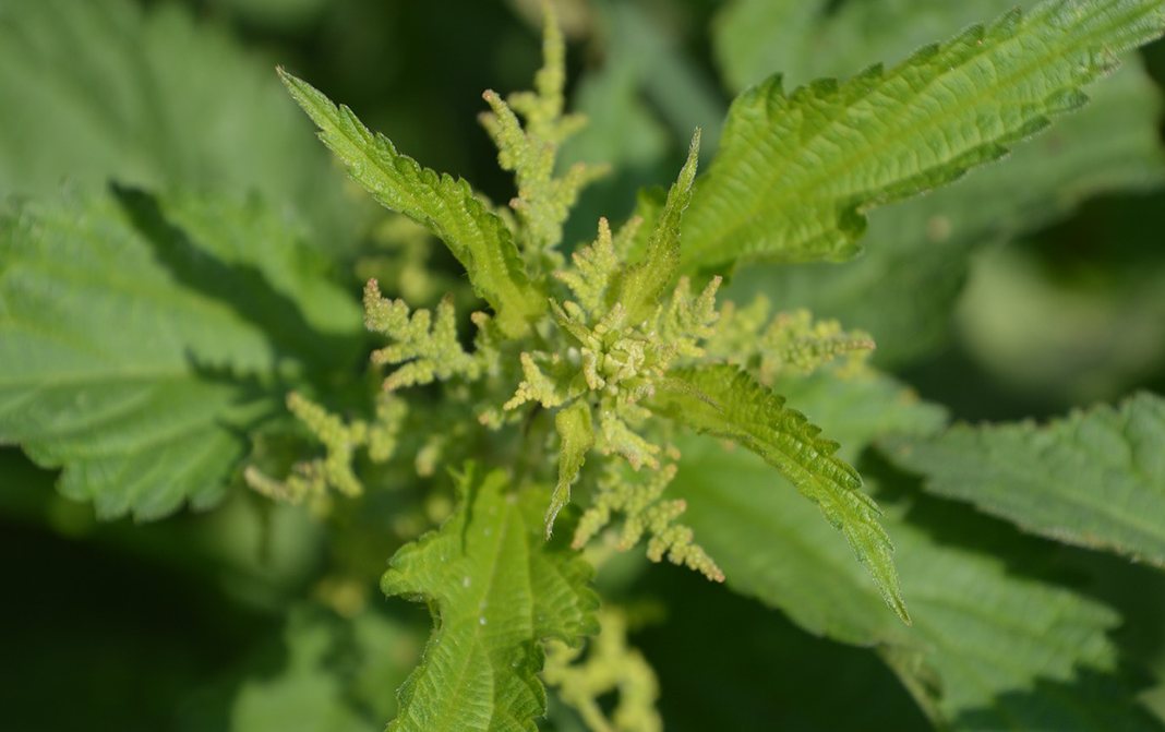 Bud White Himalayan Nettle Tea Tin 50 grams - Reviews | Nutrition ...