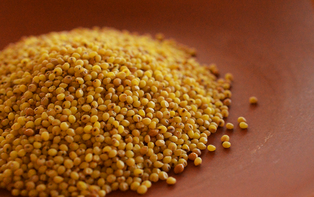 Proso Millet - GoToChef