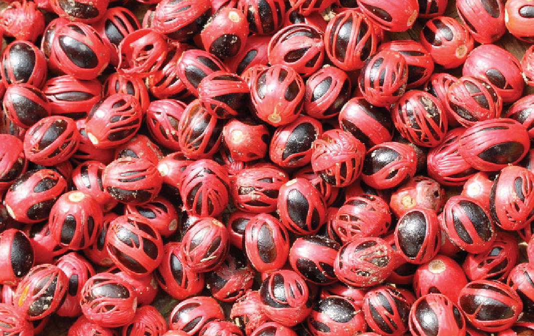 Catch Garam Masala - Reviews | Ingredients | Recipes | Benefits - GoToChef