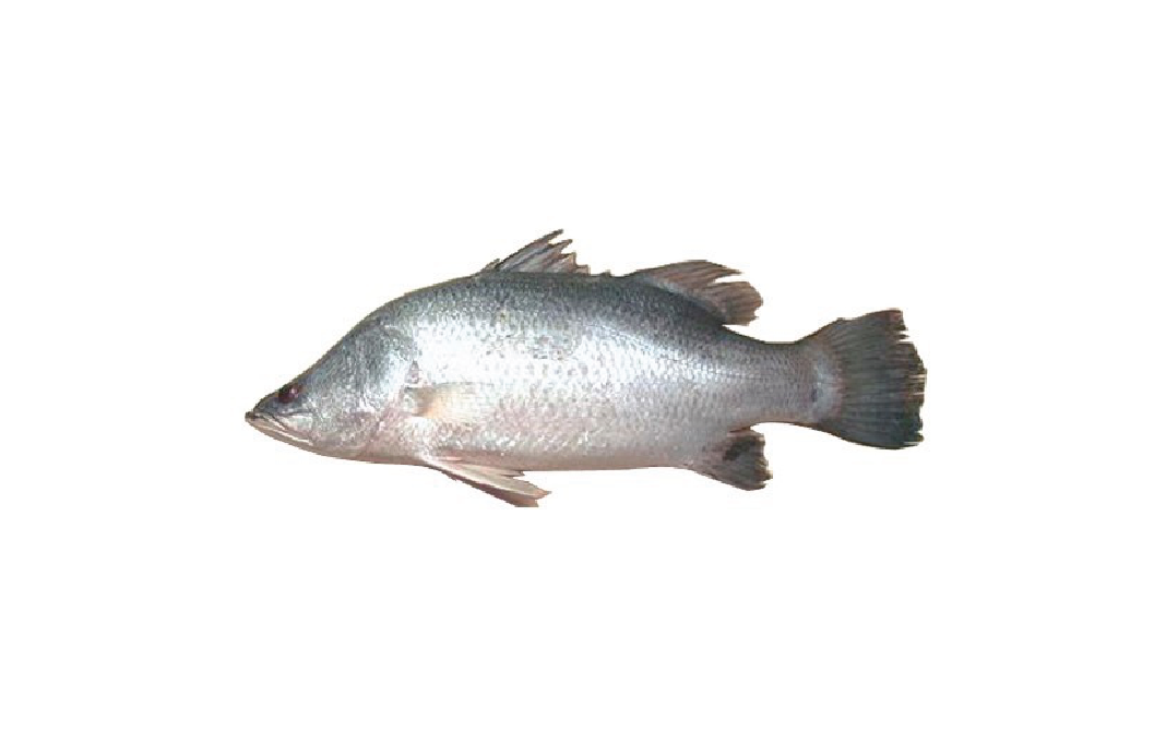 Bhetki fish - GoToChef