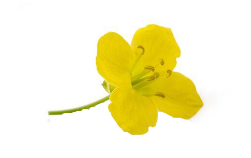 Simply Fresh Rocket Flower Box 10-15 pcs - GoToChef